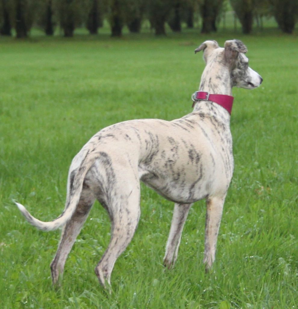 Accueil - Elevage Of Lylyvrace's - Eleveur de chiens de race Whippet